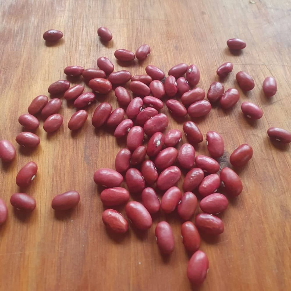 Red Haricot Bean Seed Ireland