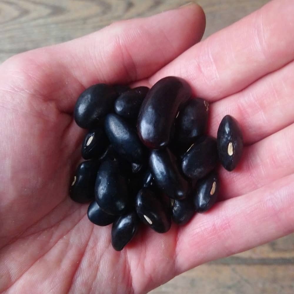 Runner Bean 'Black Knight' – Irish Seed Seeds