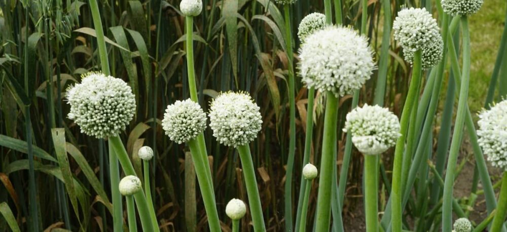 Open Pollinated & Heirloom Seeds Explained - Seeds & Stuff - Seeds Ireland