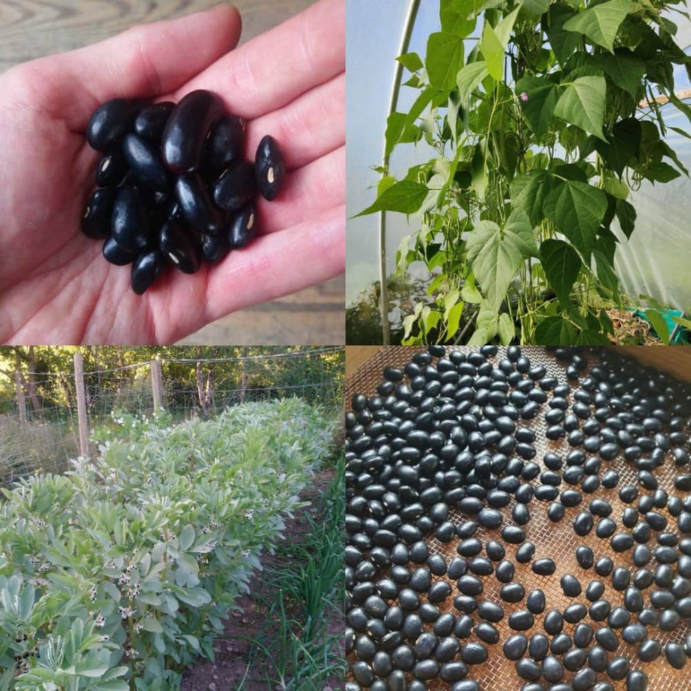 Black Bean Collection - Irish Seed Seeds Ireland