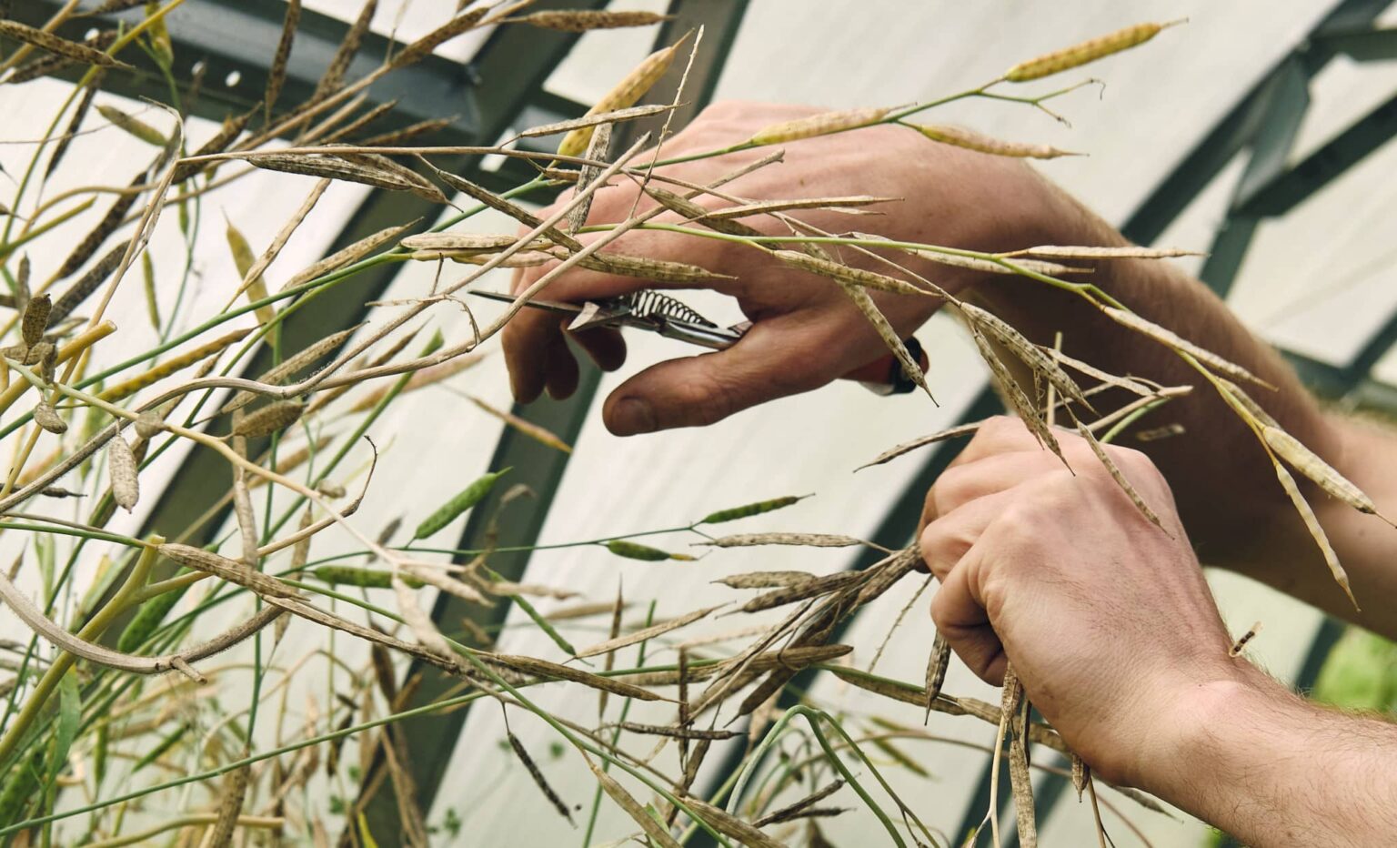Shop Seeds Produced in Ireland
